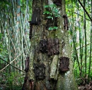 Toraja Tour, Trekking, Adventure Sulawesi Tour Guide
